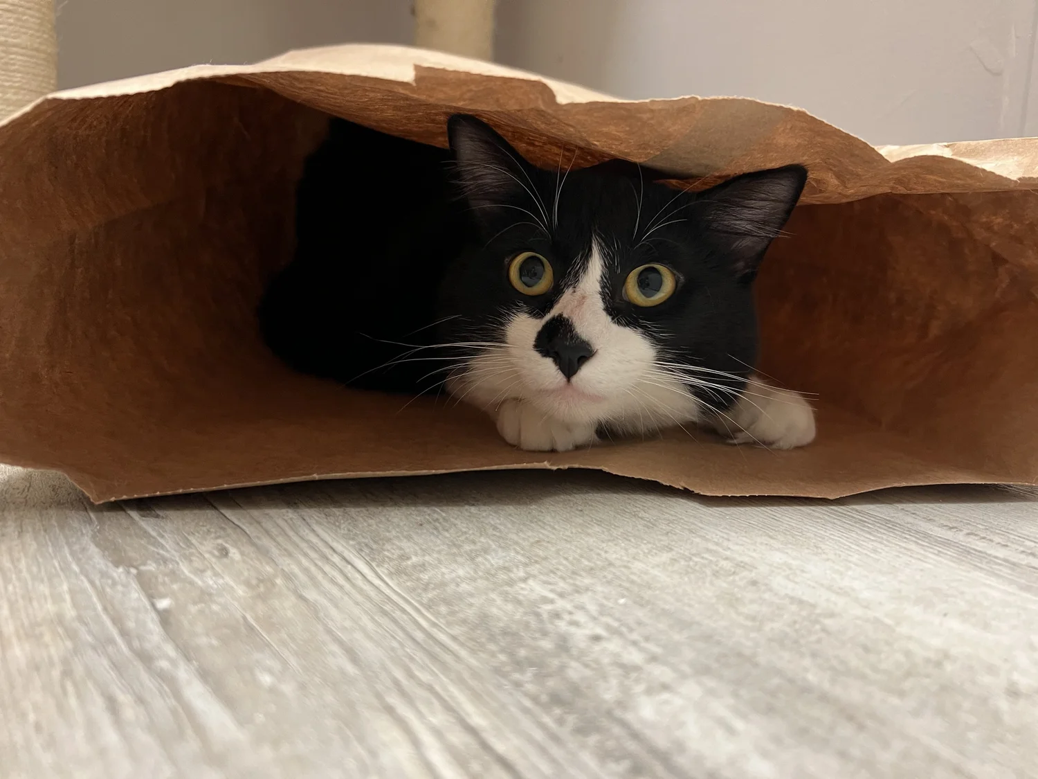 Kitty Cat Cafe and Adoption Lounge