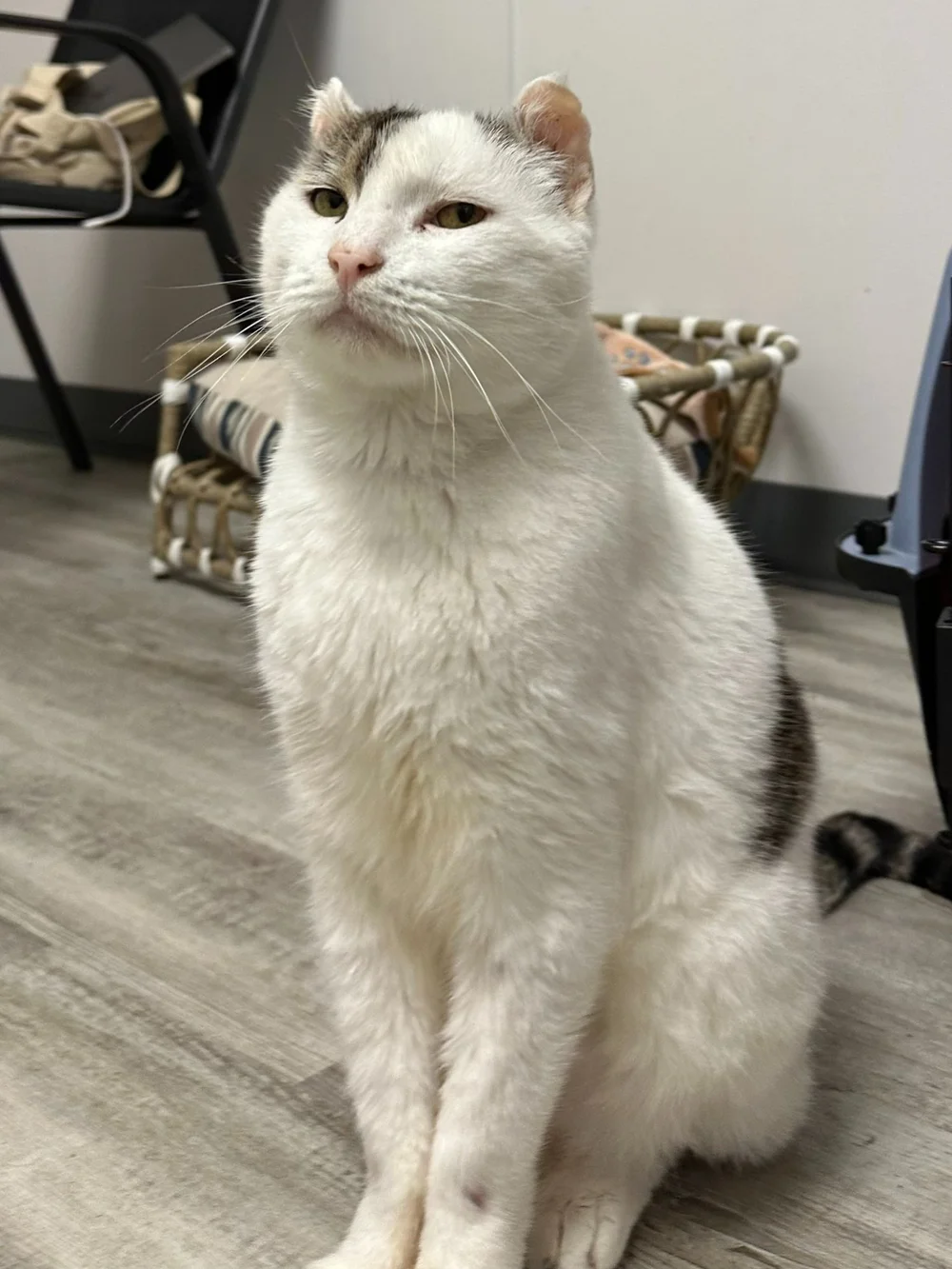 Our Cats — Kitty Cat Cafe and Adoption Lounge