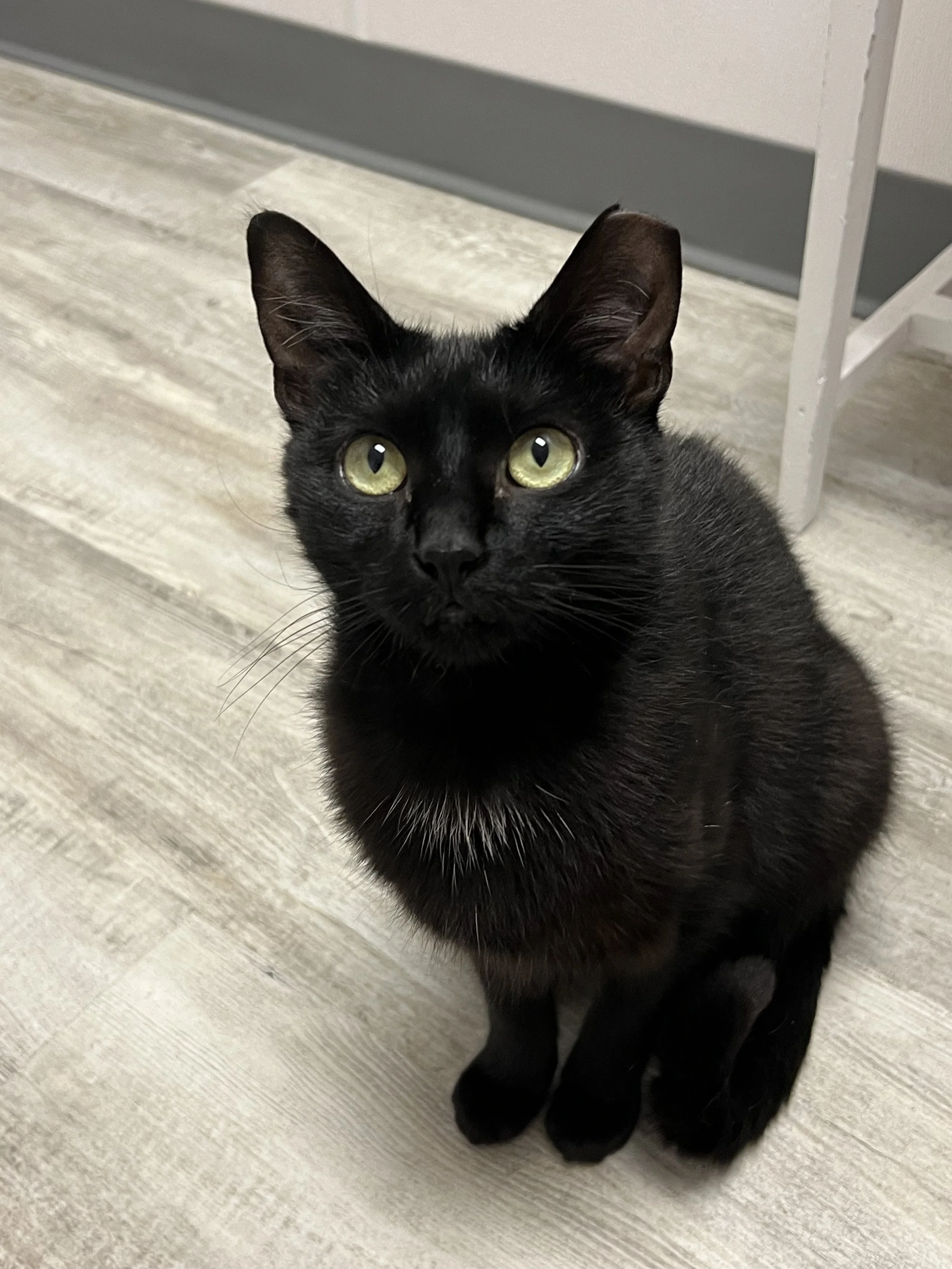 Our Cats — Kitty Cat Cafe and Adoption Lounge