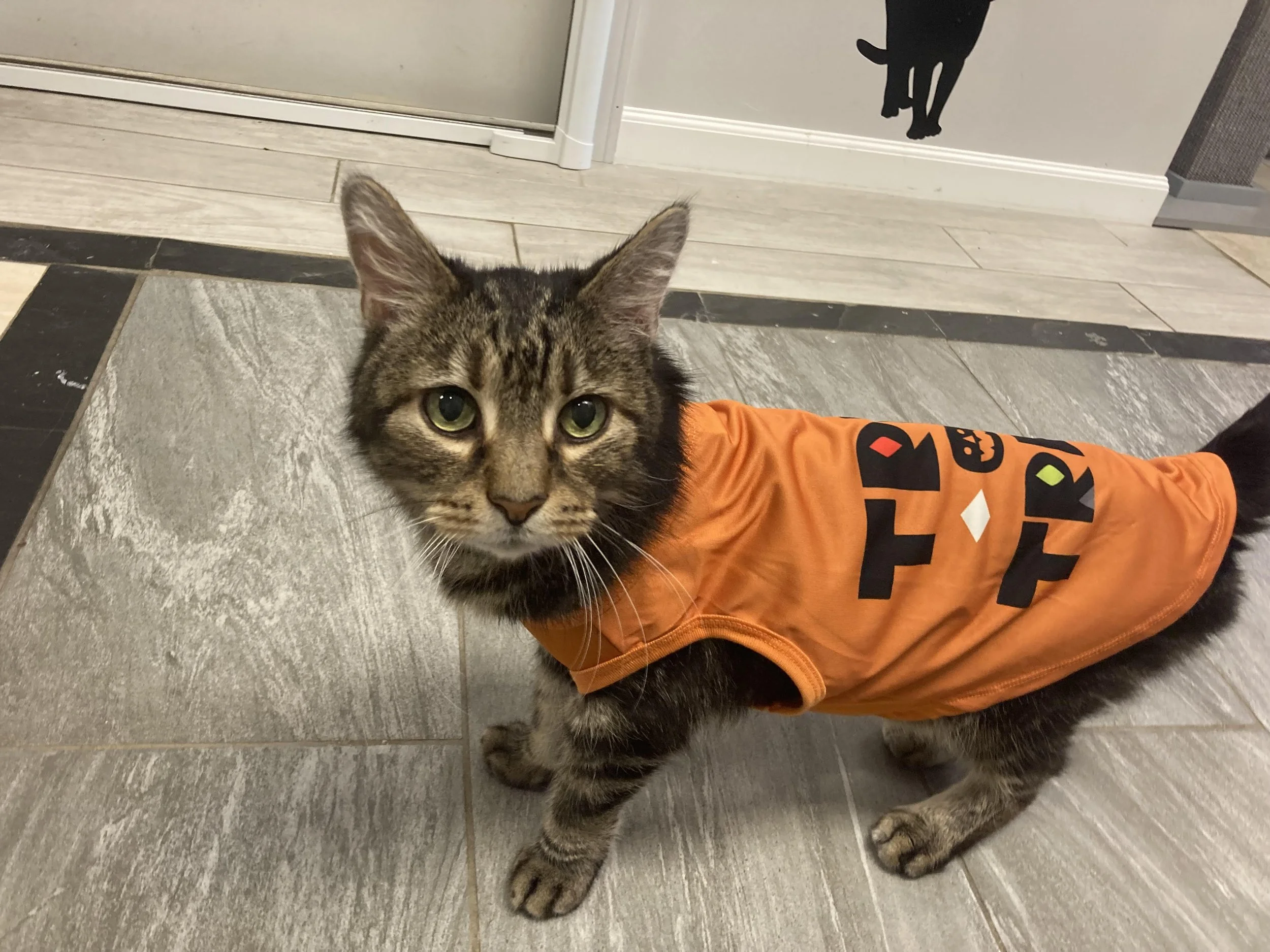 Our Cats — Kitty Cat Cafe and Adoption Lounge