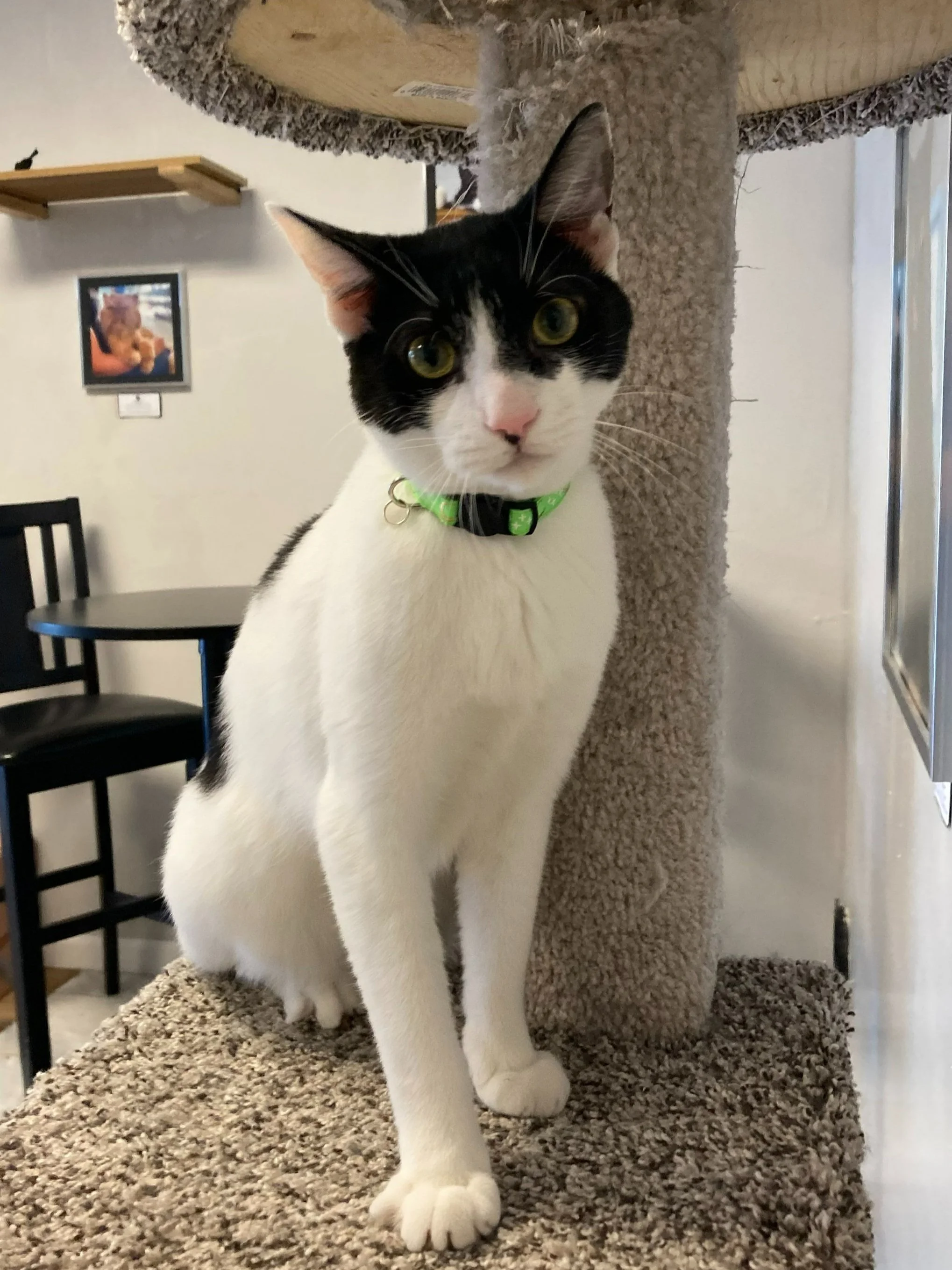 Our Cats — Kitty Cat Cafe and Adoption Lounge