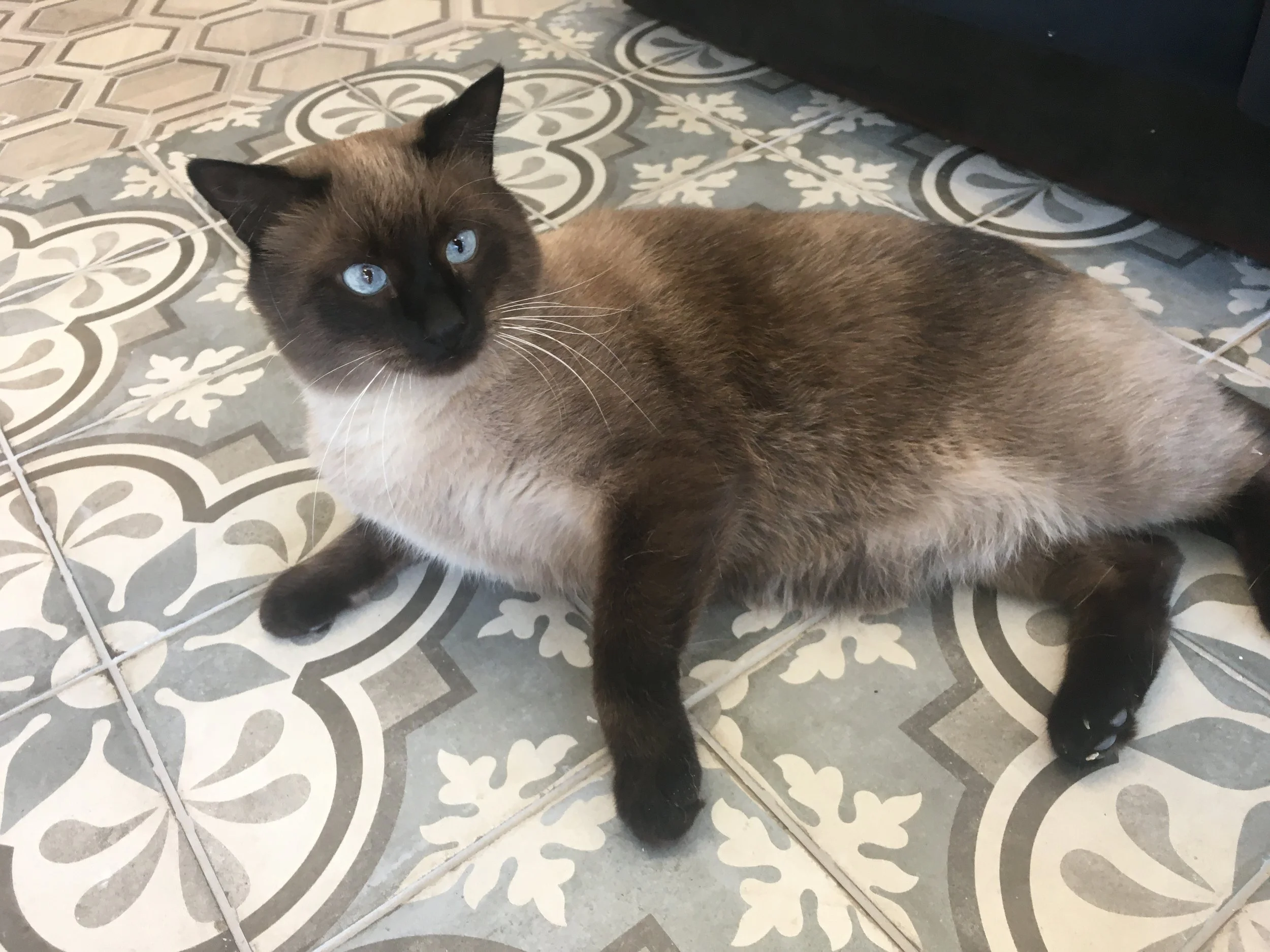 Our Cats — Kitty Cat Cafe and Adoption Lounge