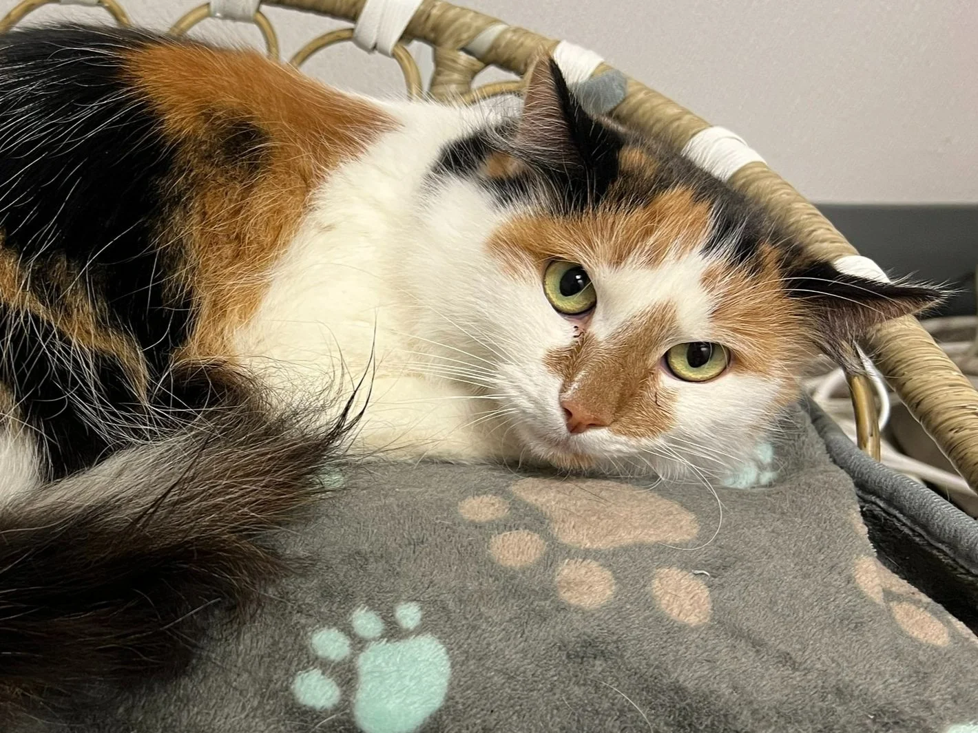 Our Cats — Kitty Cat Cafe and Adoption Lounge