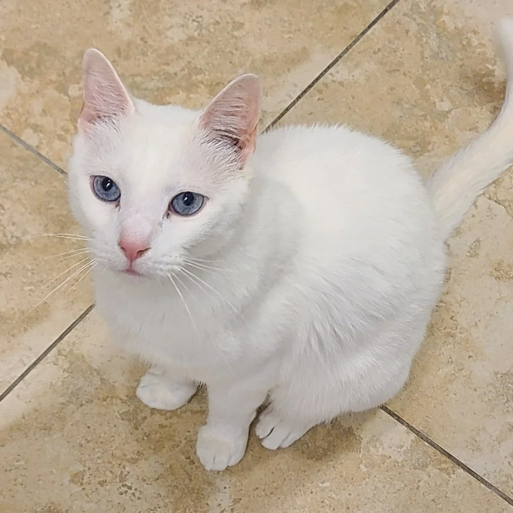 Our Cats — Kitty Cat Cafe and Adoption Lounge