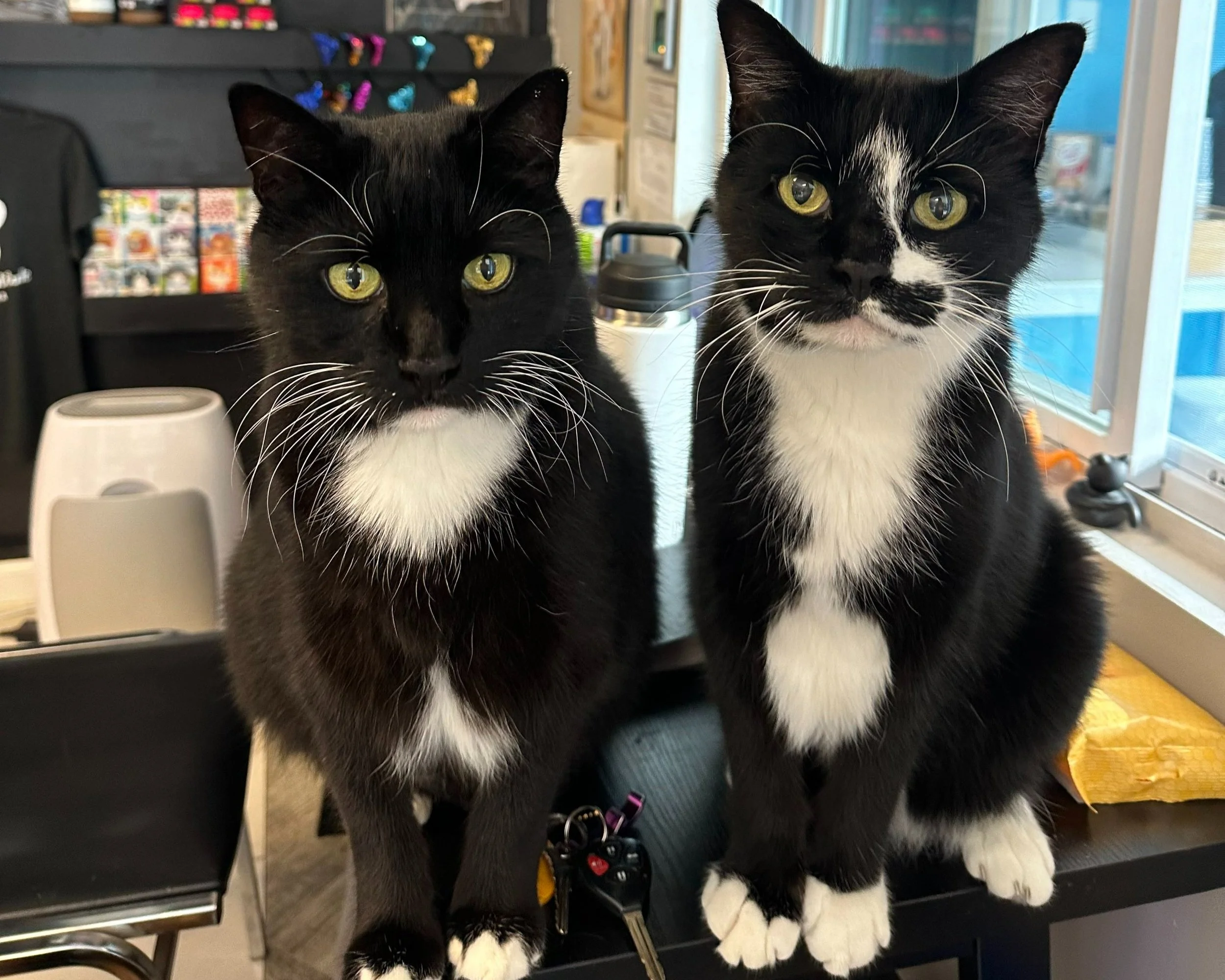 Kitty Cat Cafe and Adoption Lounge
