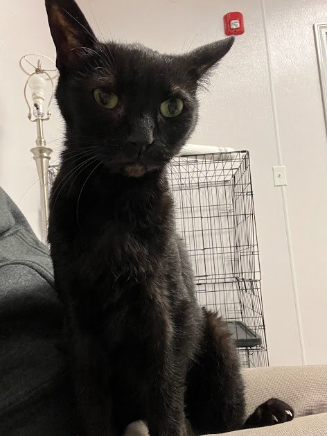 Our Cats — Kitty Cat Cafe and Adoption Lounge