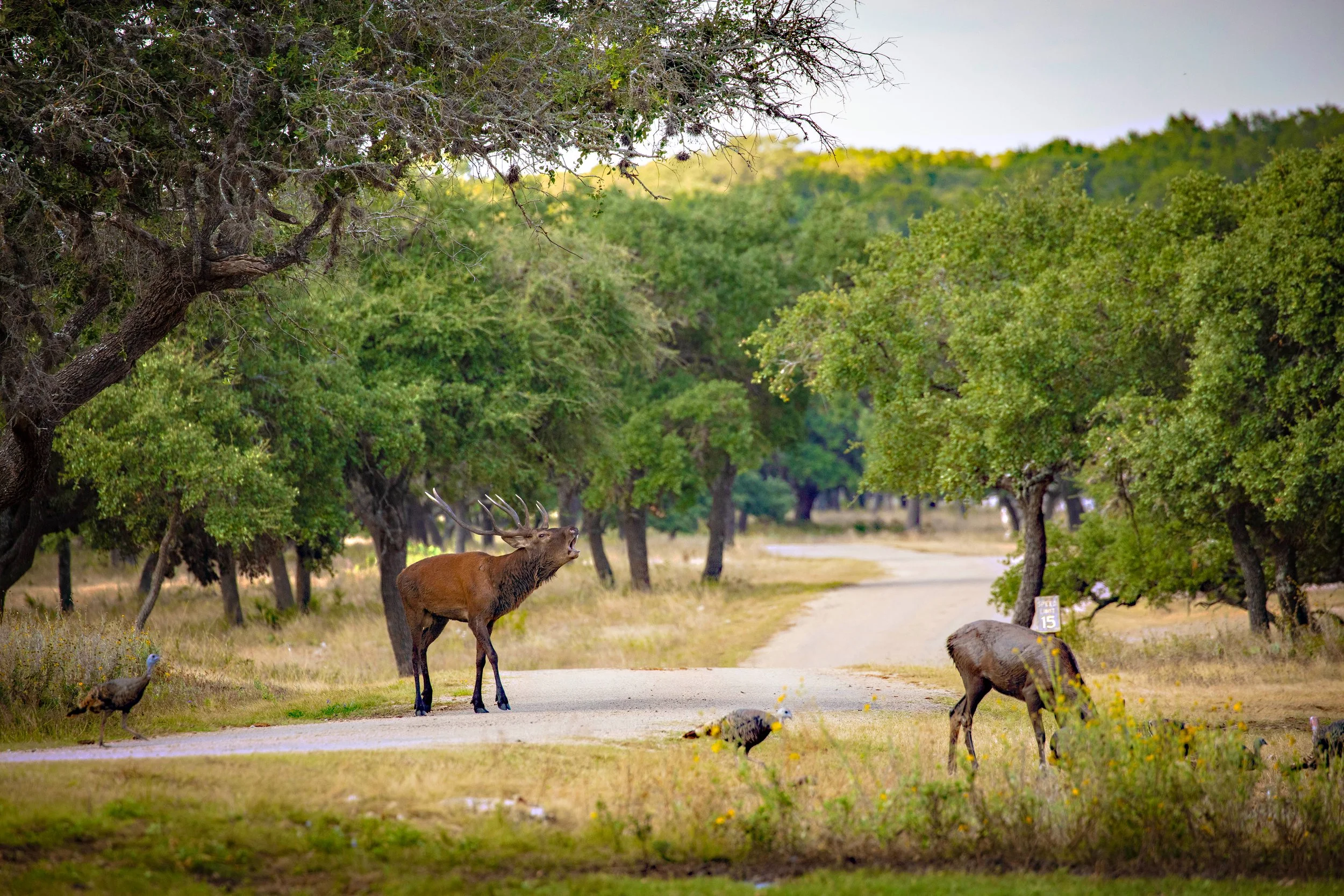 General 6 — Tecomate Properties