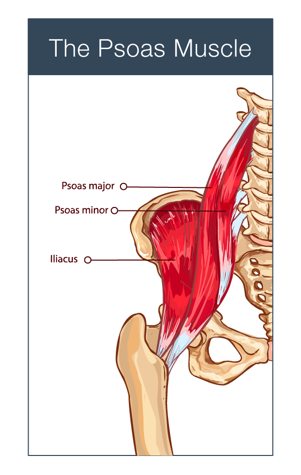 The Psoas Muscle – A Key to Good Balance — Highpoint Mind & Movement, S ...