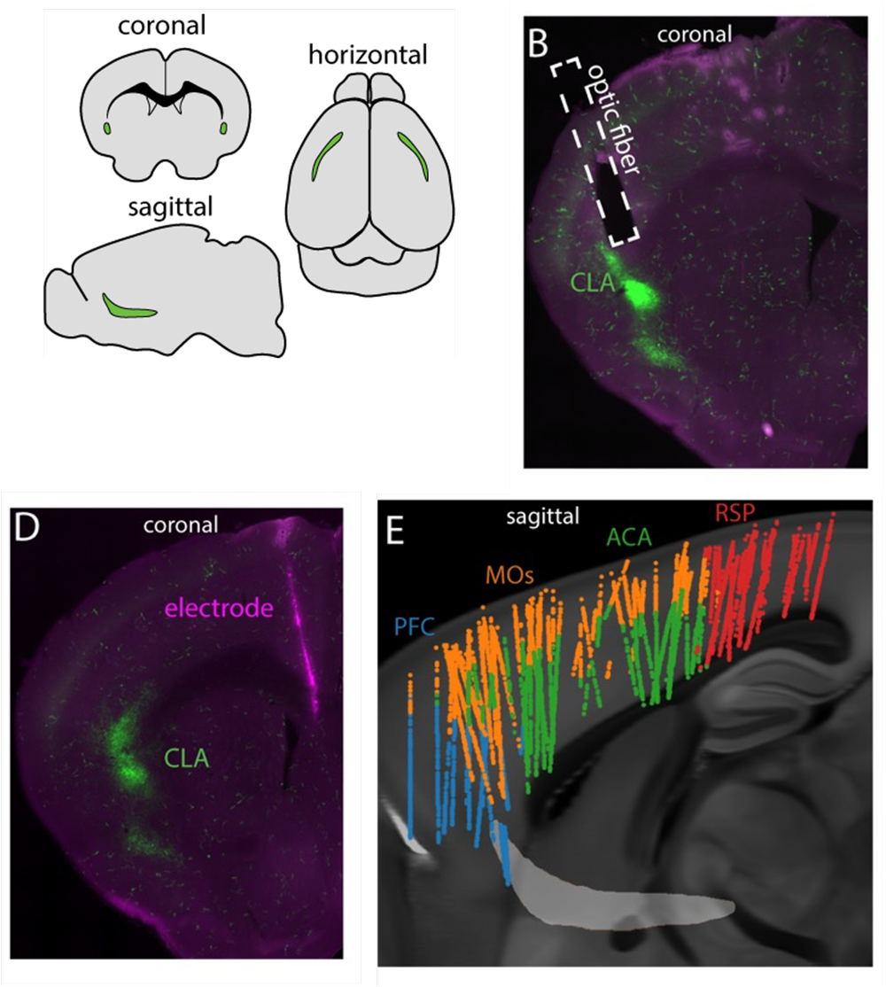 Examine the Role of the Claustrum and its Cell Types, Connections, and ...