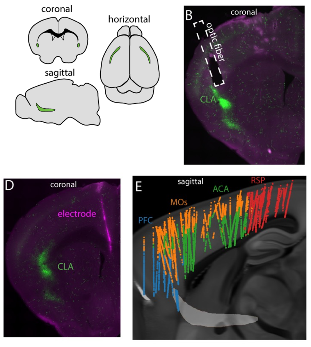 Examine the Role of the Claustrum and its Cell Types, Connections, and ...