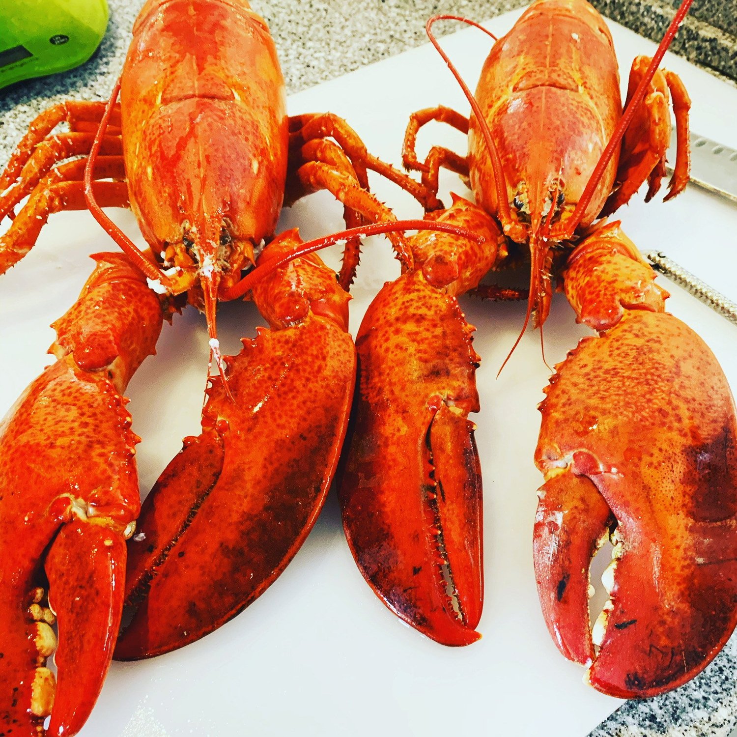 The Lobster Haul