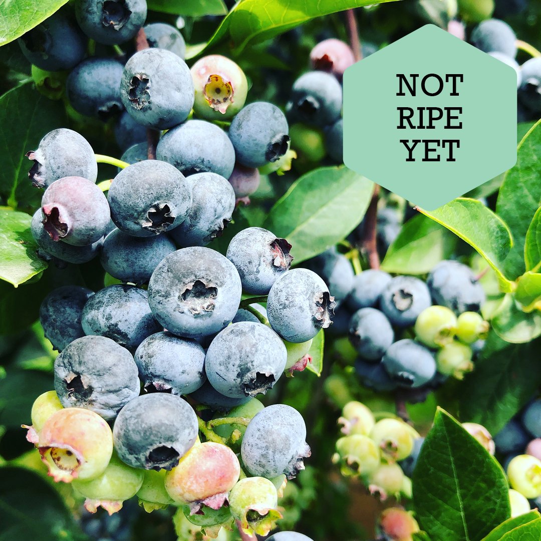 Columbia Farms U-Pick