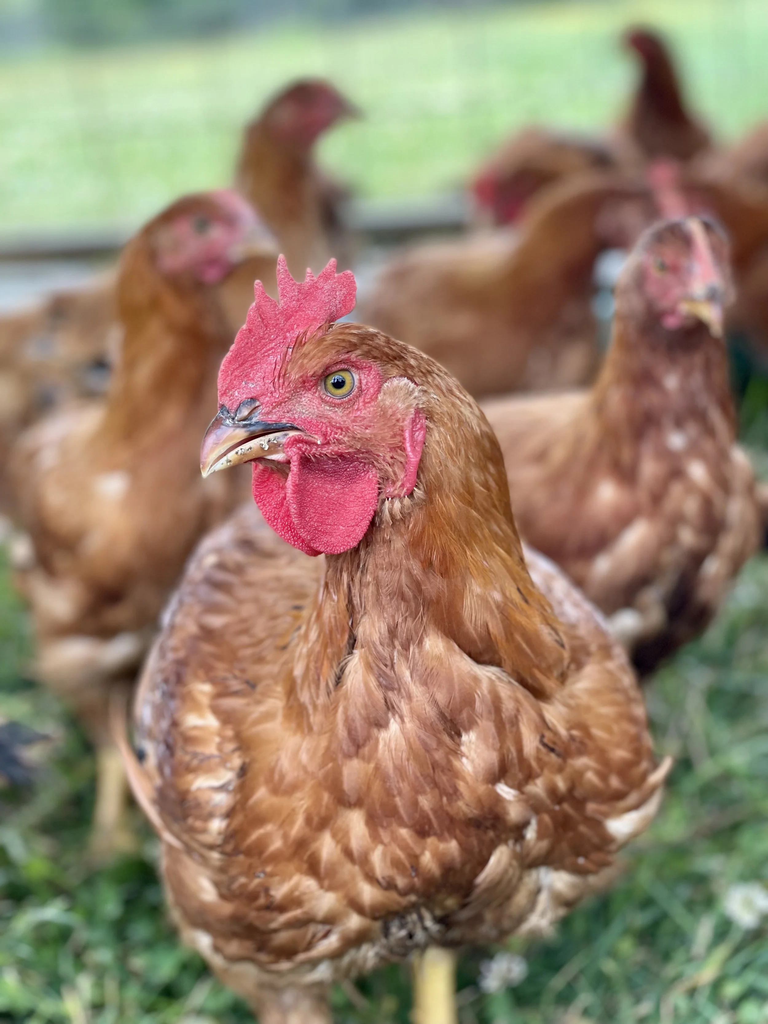 Farm Store — Two Creek Farm
