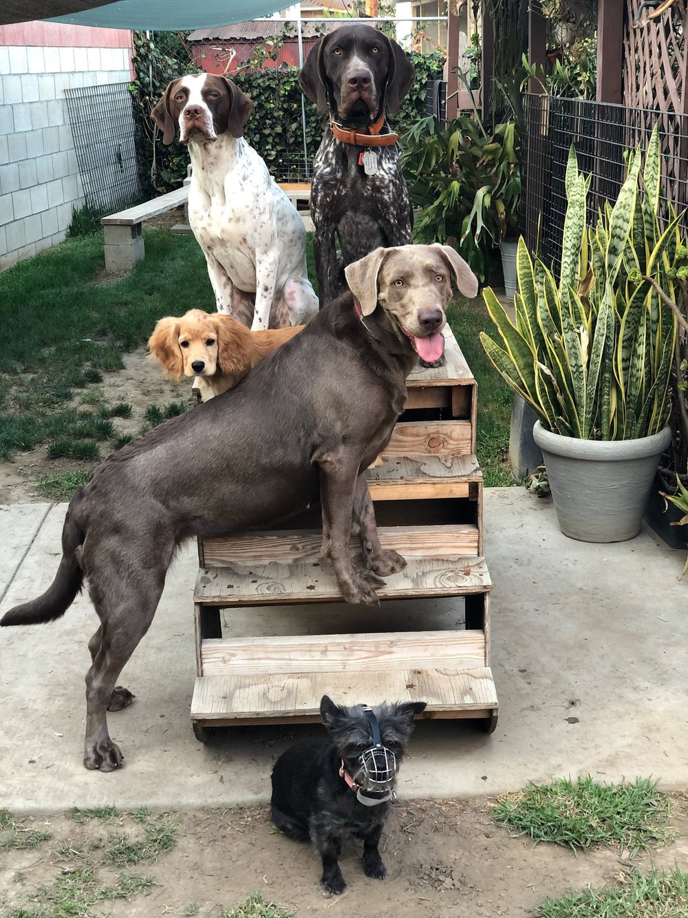 Services — Adventures of Buddha Dog Training