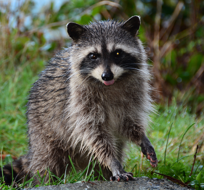 Martha's Vineyard Animal Trapping | Bunk's Skunk and Varmint Removal