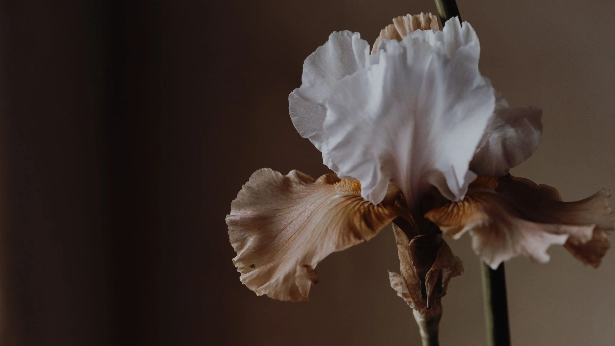 Grace Alexander Flowers