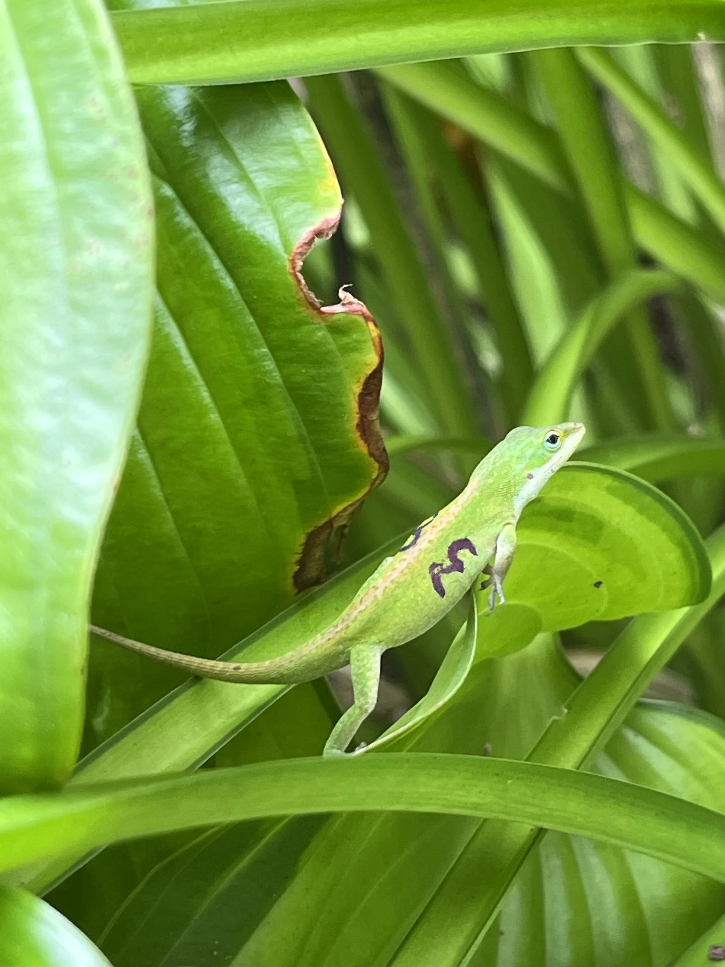The Lizards Among Us: Tracking Green Anoles — Adventures of a Young ...