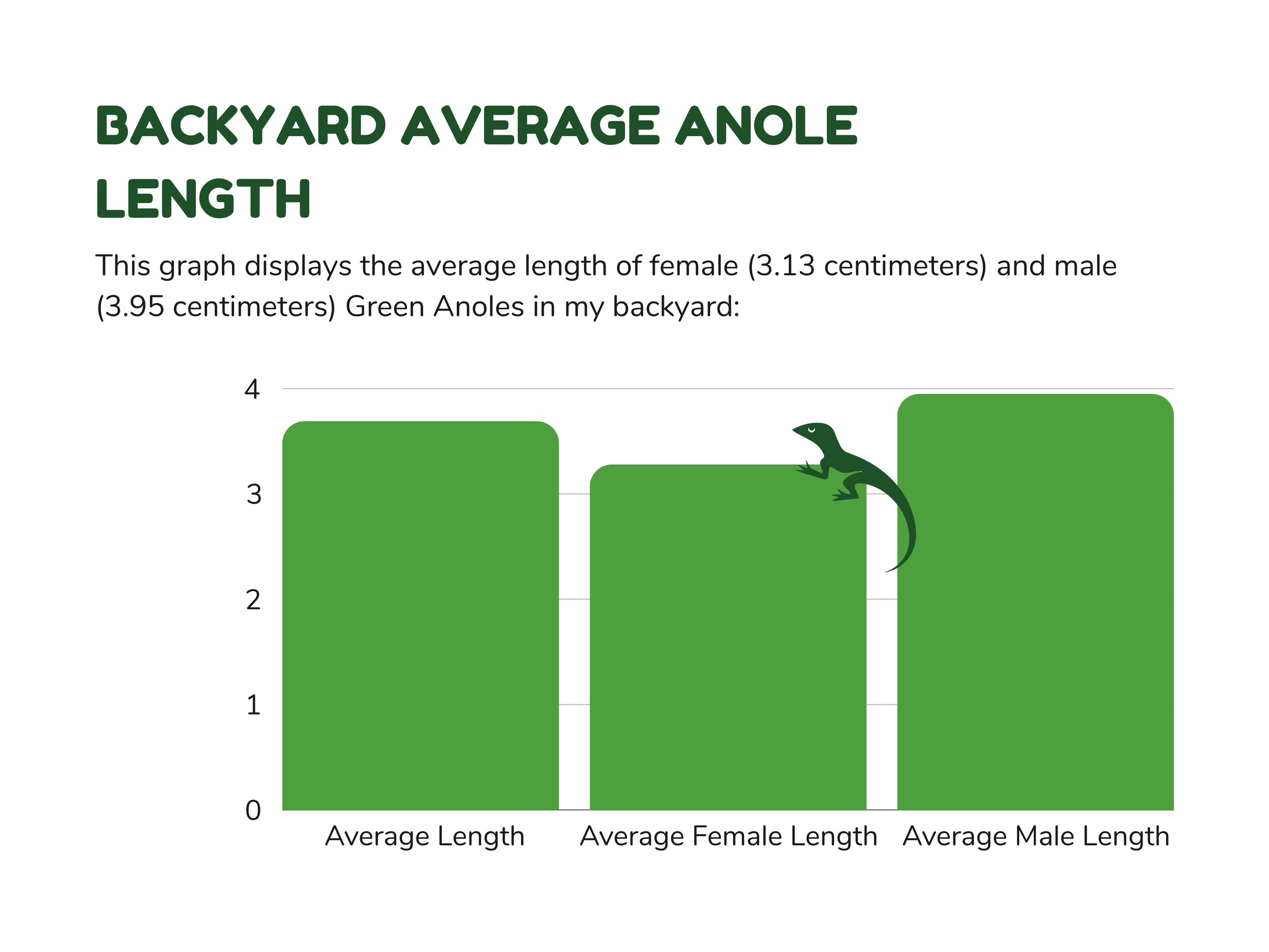 The Lizards Among Us: Tracking Green Anoles — Adventures of a Young ...