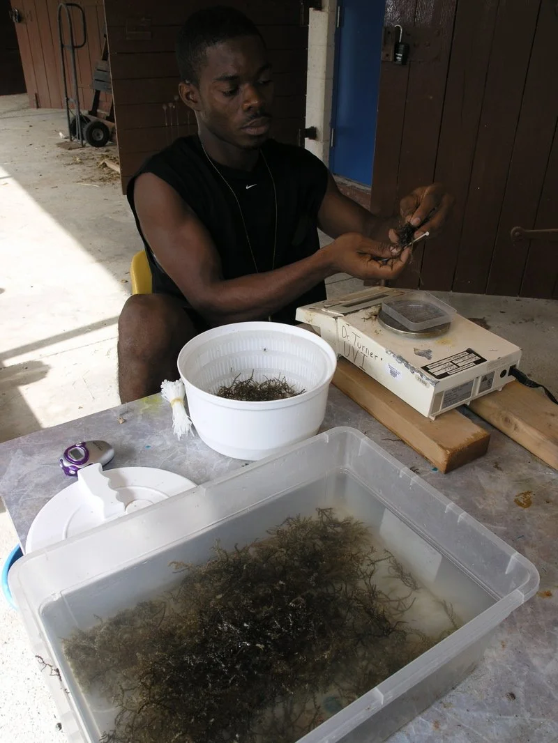 Coral Futures — Coral Reef Resilience Laboratory
