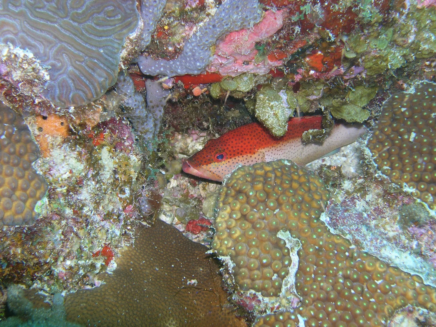 Coral Futures — Coral Reef Resilience Laboratory