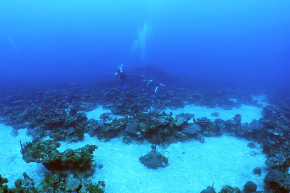 Coral Futures — Coral Reef Resilience Laboratory