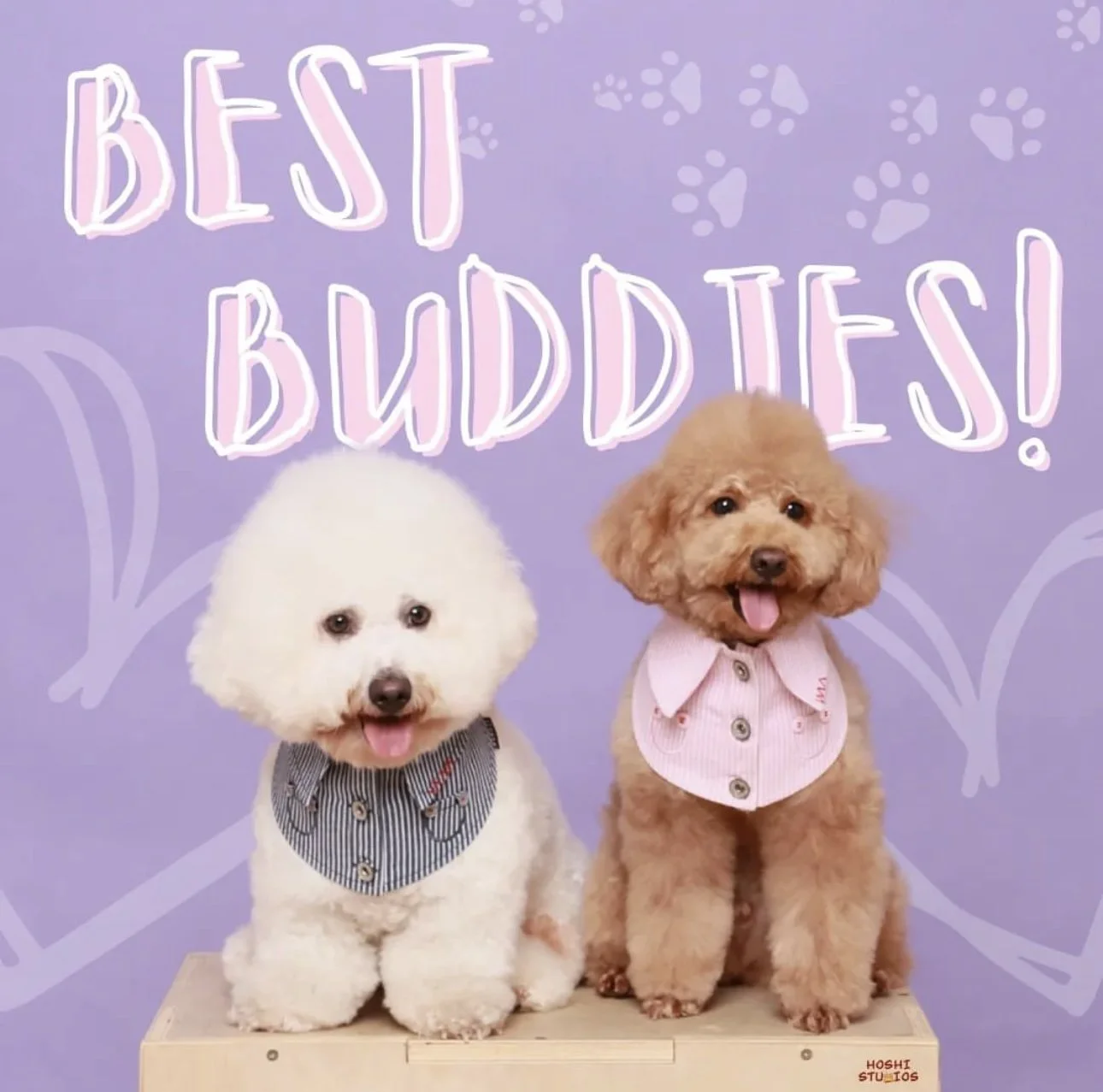 Pet-Friendly Self Photo Studio Singapore | Hoshi Studios