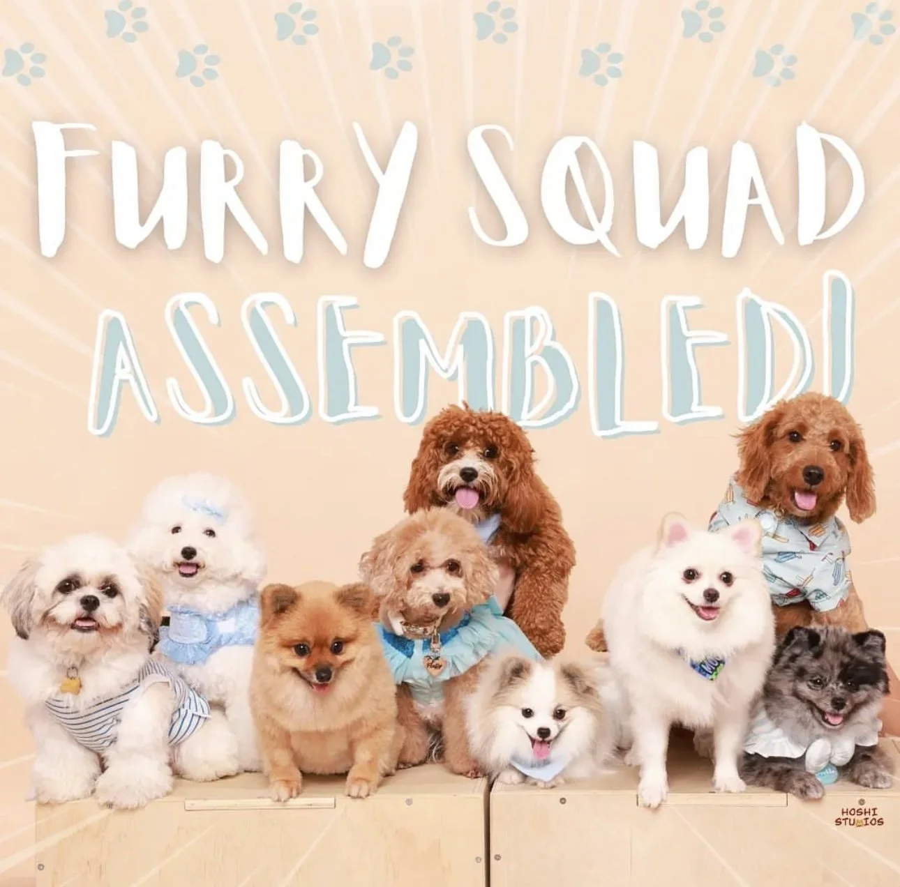 Pet-Friendly Self Photo Studio Singapore | Hoshi Studios