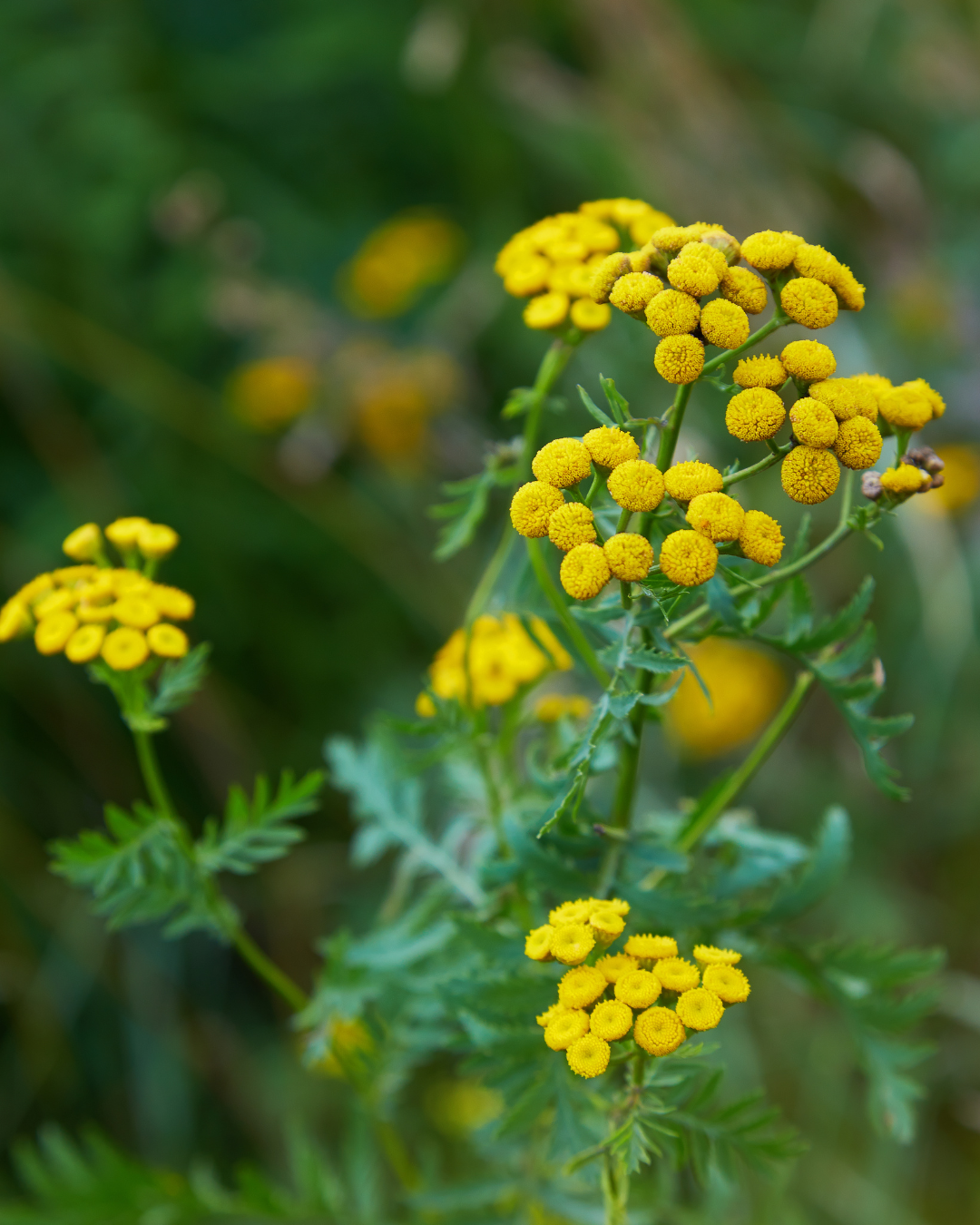 Tansy Seeds — MADE FOR THE EARTH
