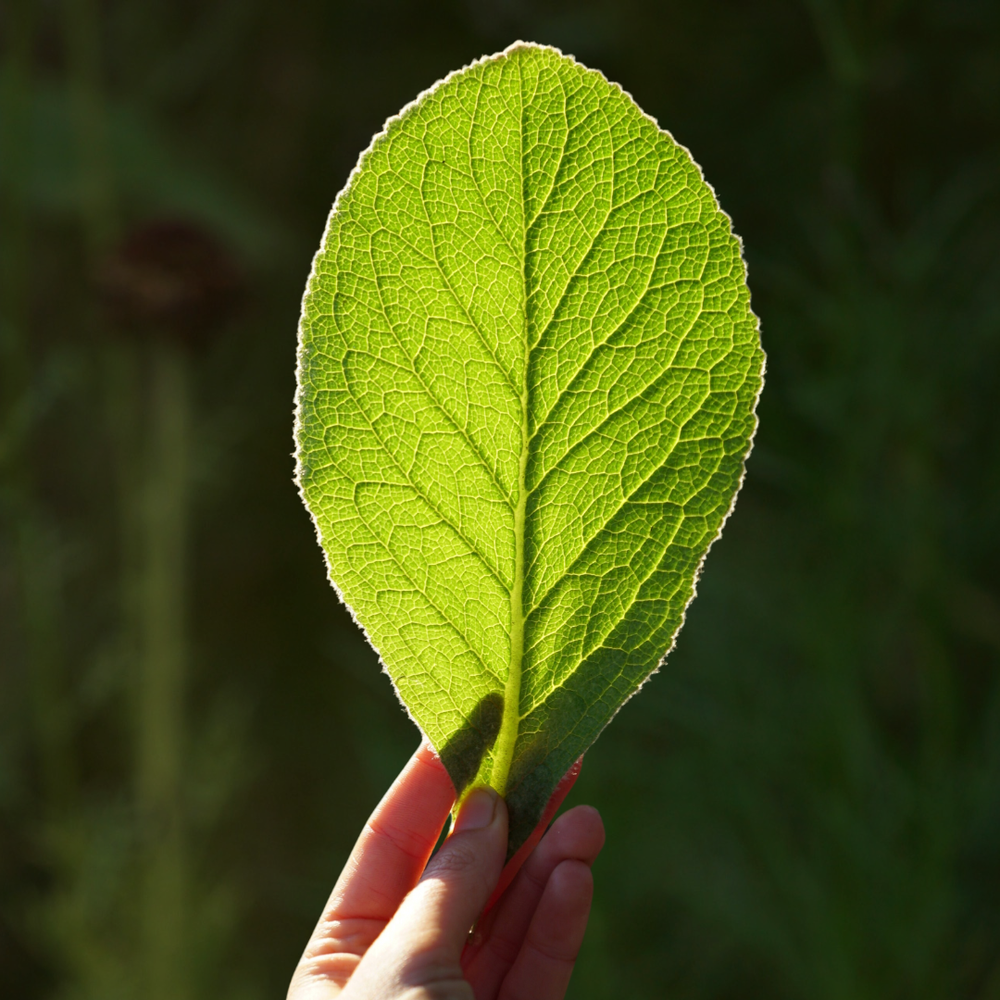 Live Plant Herb Store — MADE FOR THE EARTH