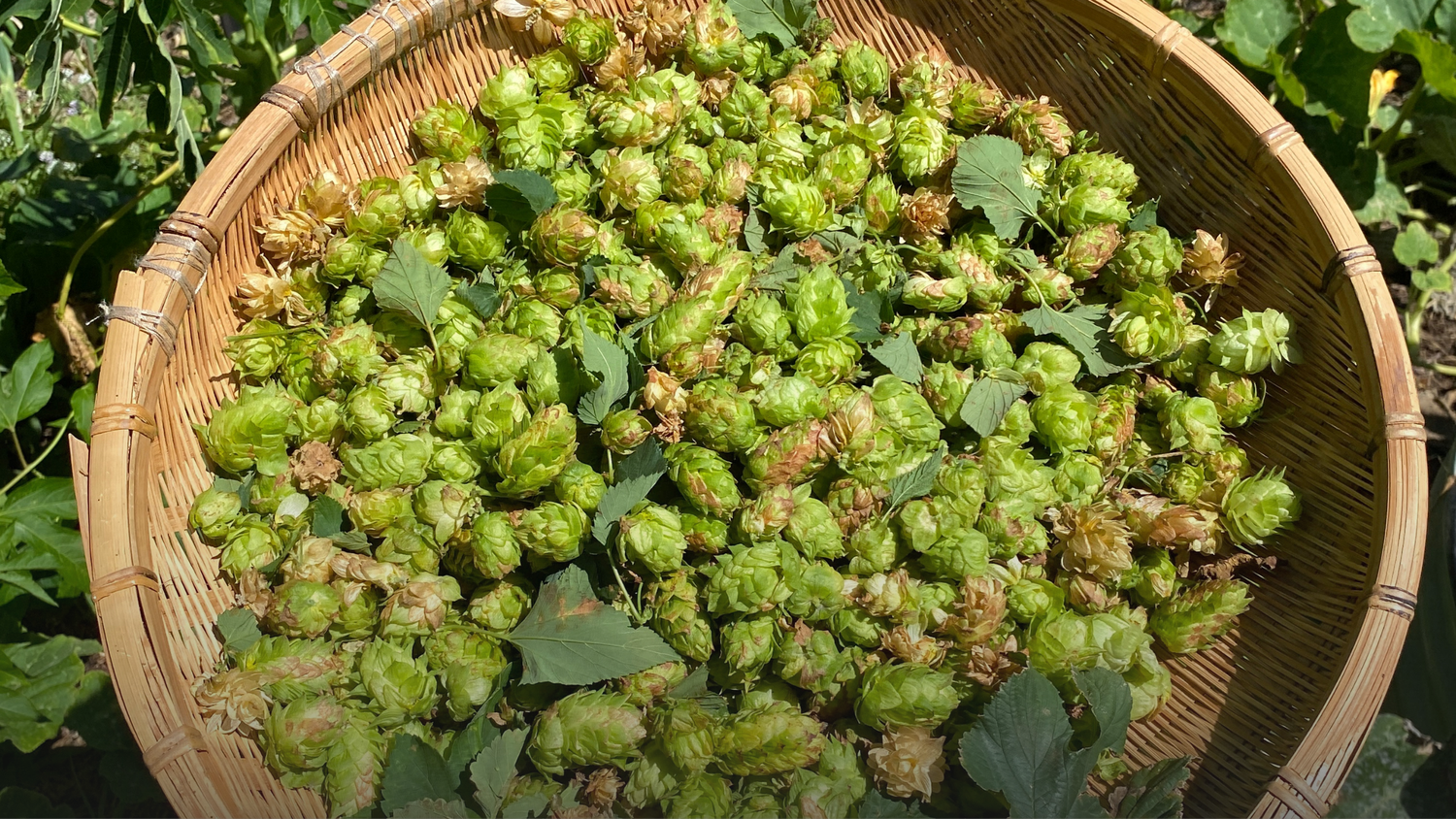 Dried Herbs — Dried Herbal Remedies — MADE FOR THE EARTH