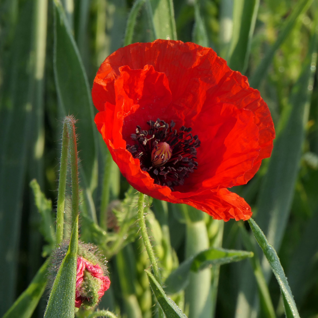 Red Flanders Poppy Seeds — MADE FOR THE EARTH