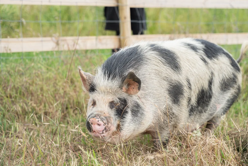 Holiday cottage sleeps 14 with swimming pool - Hayho House Hesdin ...