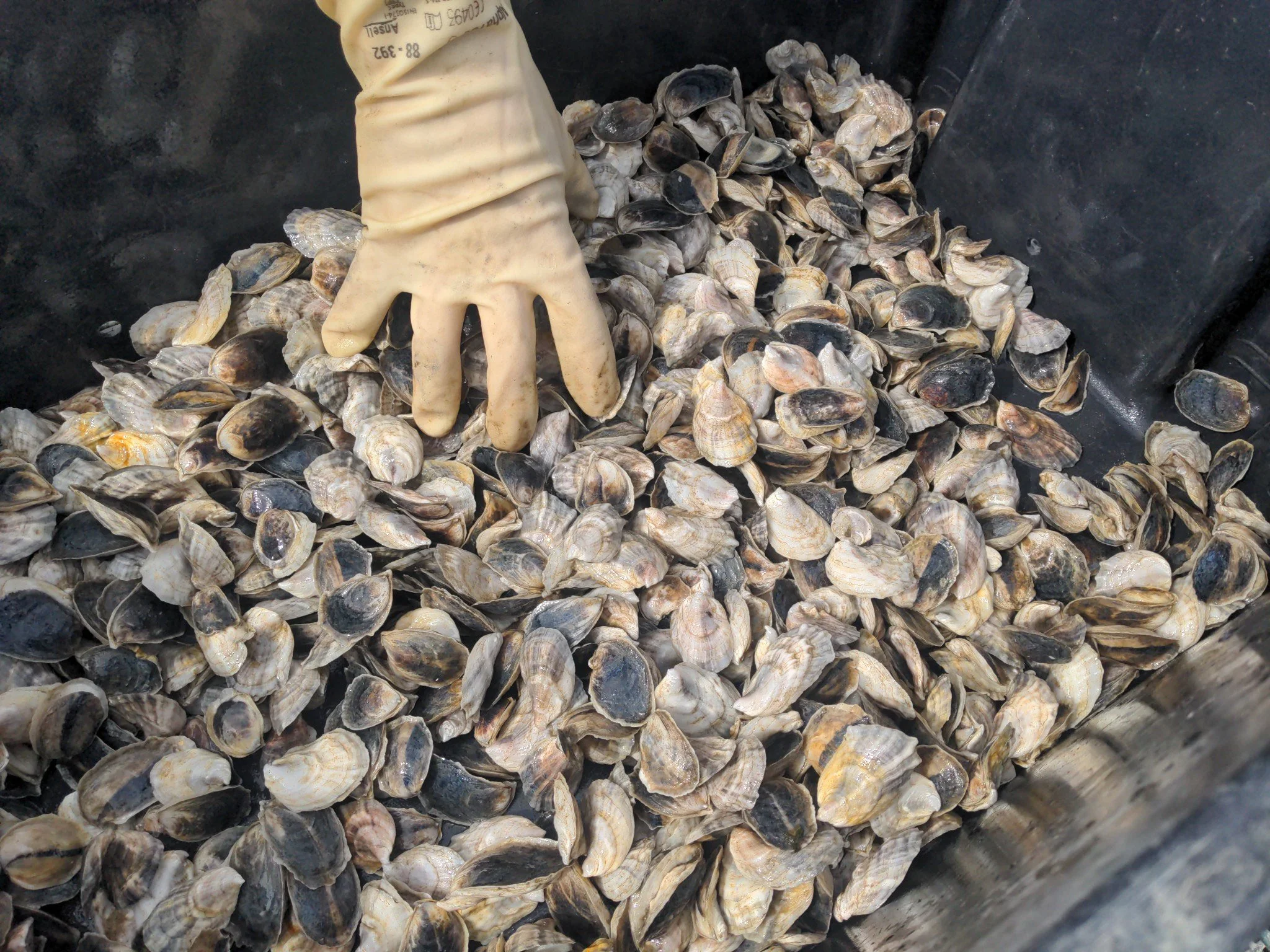 Oysters — The Great Marsh Shellfish Co.