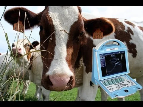 What Do Vets Do During a Typical Cow Checkup? — New York Dairy