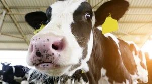 What Are The Signs of Healthy vs. Unhealthy Dairy Cows? — New York Dairy
