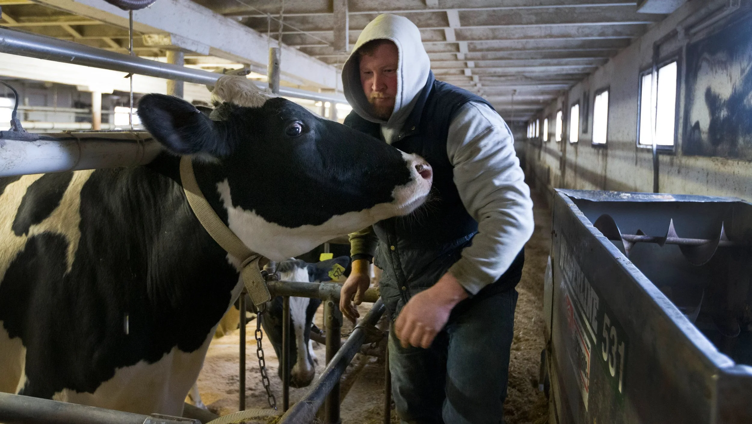 How Do Dairy Farms Operate? — New York Dairy