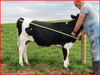 What Do Vets Do During a Typical Cow Checkup? — New York Dairy