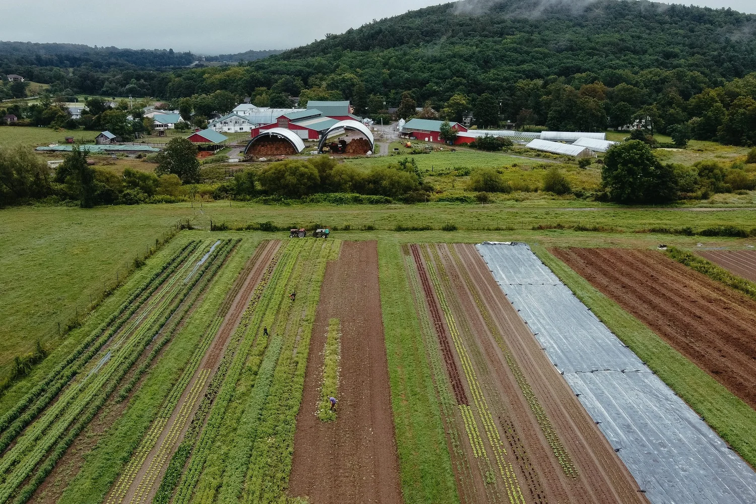 New York Dairy | Explore NY Dairy News, Stories, and More