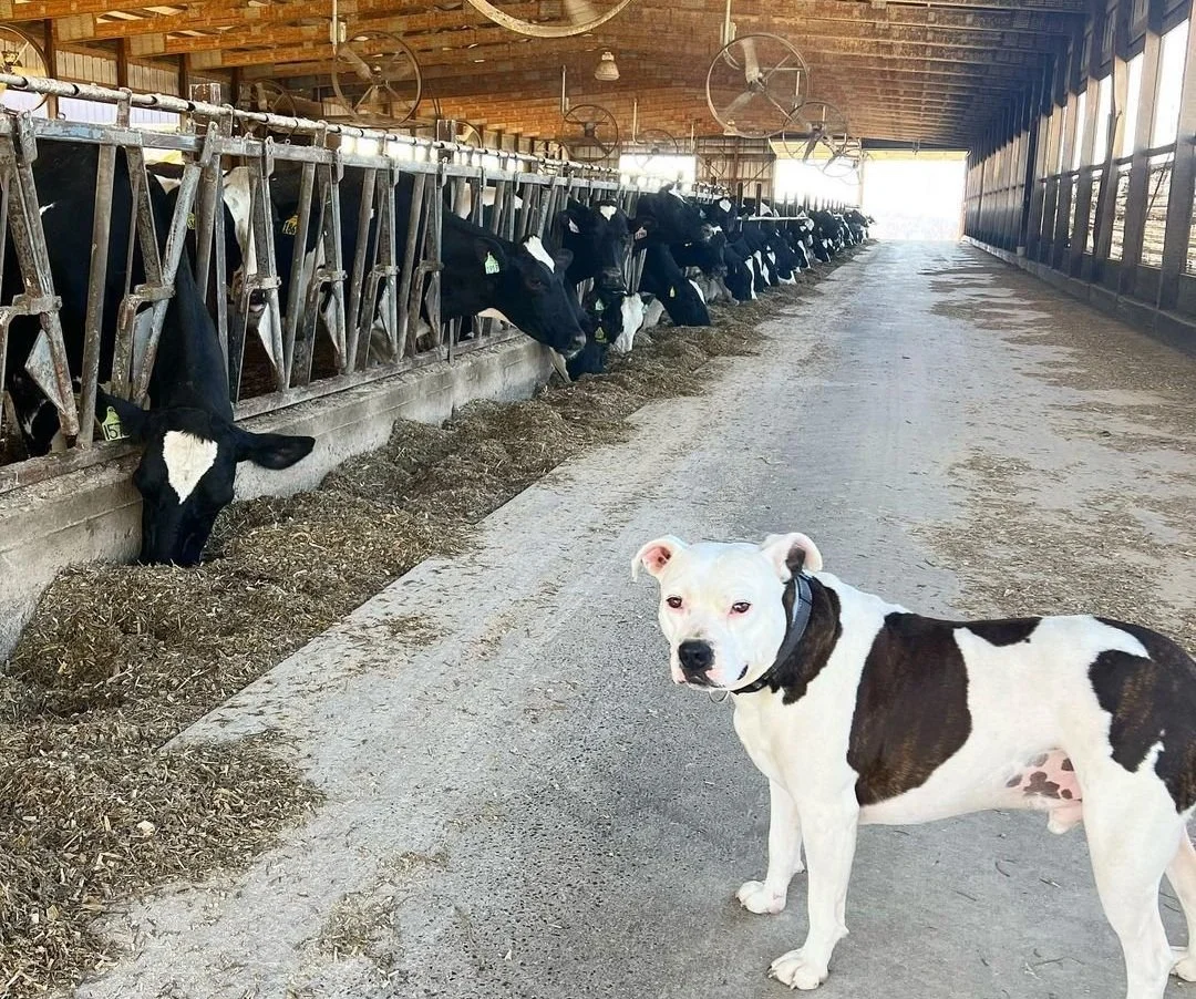 Pingrey Family Farm — New York Dairy