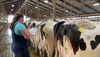 What Do Vets Do During a Typical Cow Checkup? — New York Dairy