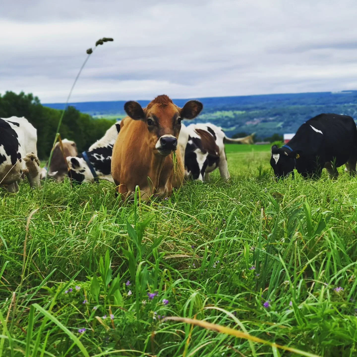 Shtayburne Farm Creamery — New York Dairy
