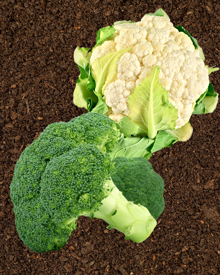 14 Foods In Season For Spring and How to Eat Them — Sustainable Baddie