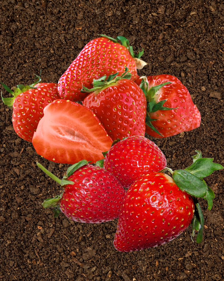 14 Foods In Season For Spring and How to Eat Them — Sustainable Baddie