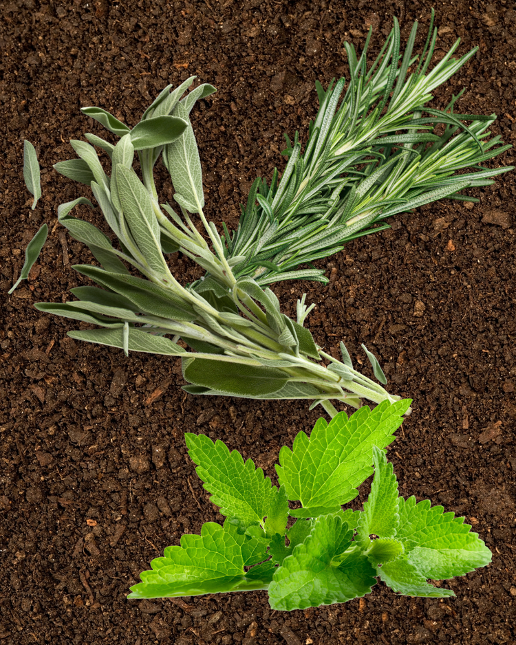 14 Foods In Season For Spring and How to Eat Them — Sustainable Baddie