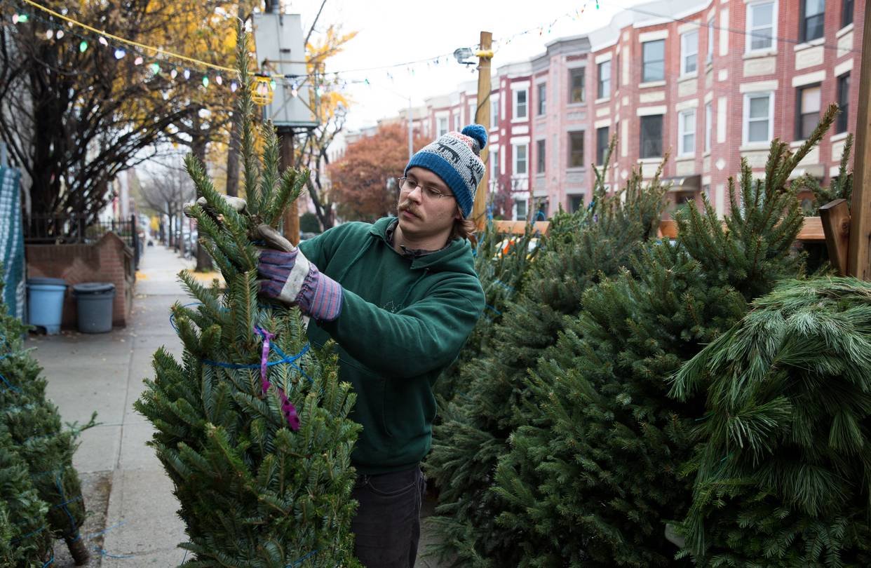How to Sustainably Source Your Christmas Tree — Sustainable Baddie