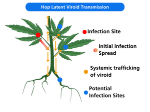 Everything You Need to Know about HLVd | TUMI Genomics