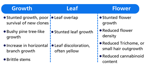 Everything you should know about Hop Latent Viroid — TUMI Genomics