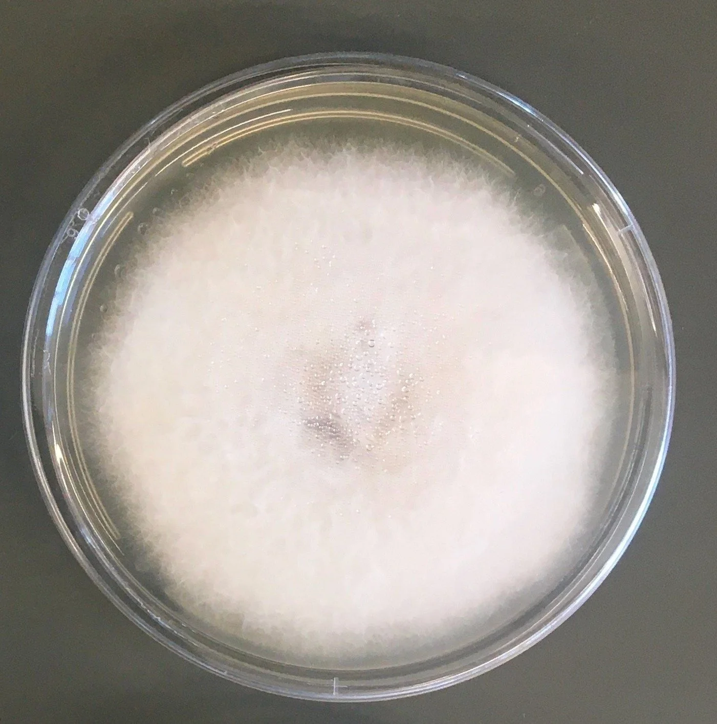 Pathogen Testing for Healthier Plants | TUMI Genomics — TUMI Genomics