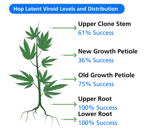 Everything you should know about Hop Latent Viroid — TUMI Genomics
