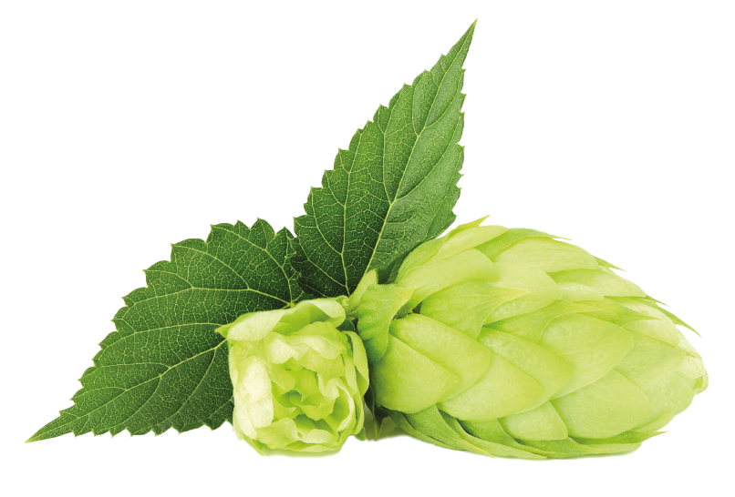 Hop Latent Viroid Testing | Order an HLVd Test Kit | TUMI Genomics